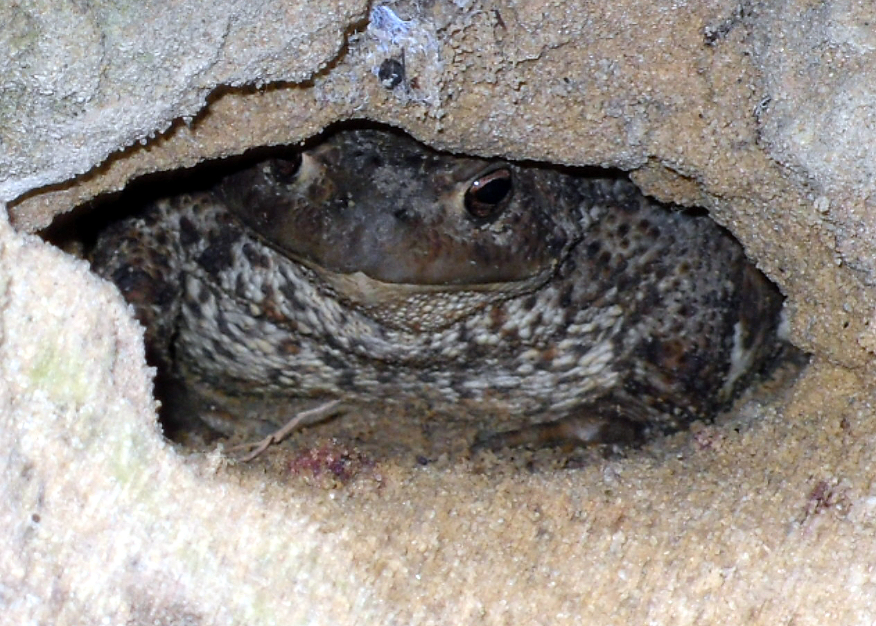 Celebrate Leap Day with Toad in the Hole & British Onion Gravy – Once ...